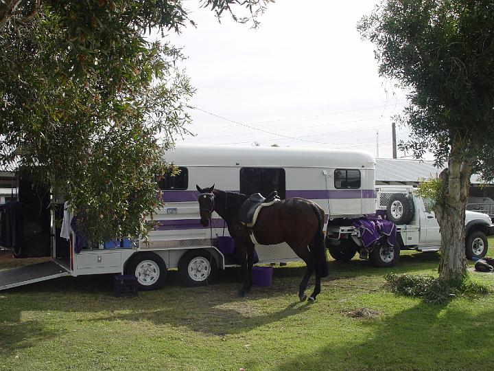 Taree-show-horses/Taree-show-horses 001