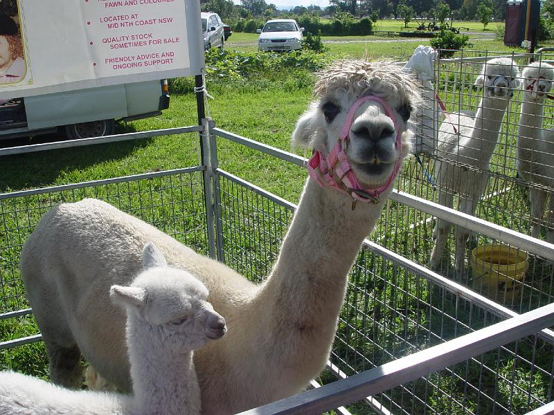 ghinni-alpacas/Ghinni-alpacas 005