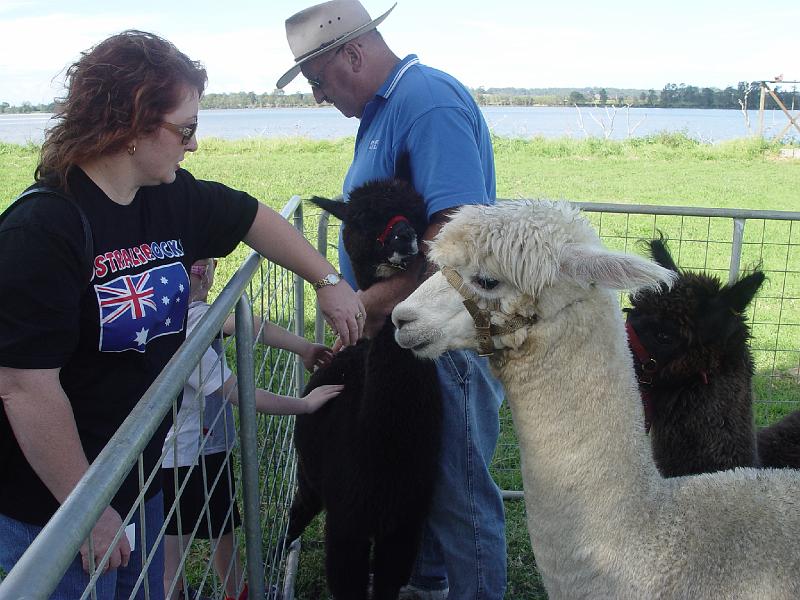 ghinni-alpacas/Ghinni-alpacas 009