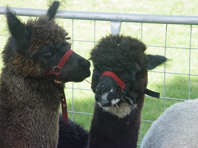 ghinni-alpacas/Ghinni-alpacas 010