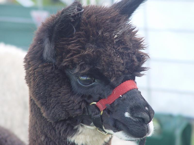 ghinni-alpacas/Ghinni-alpacas 012