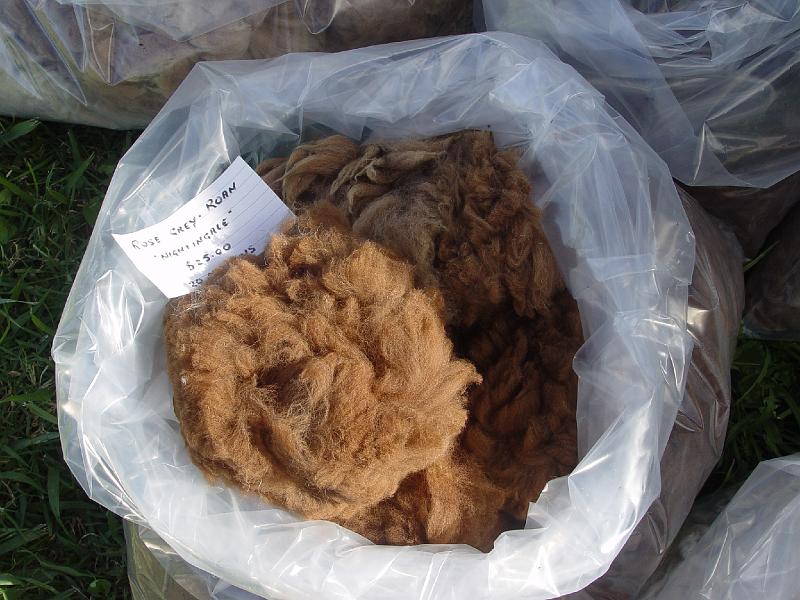 ghinni-alpacas/Ghinni-alpacas 017