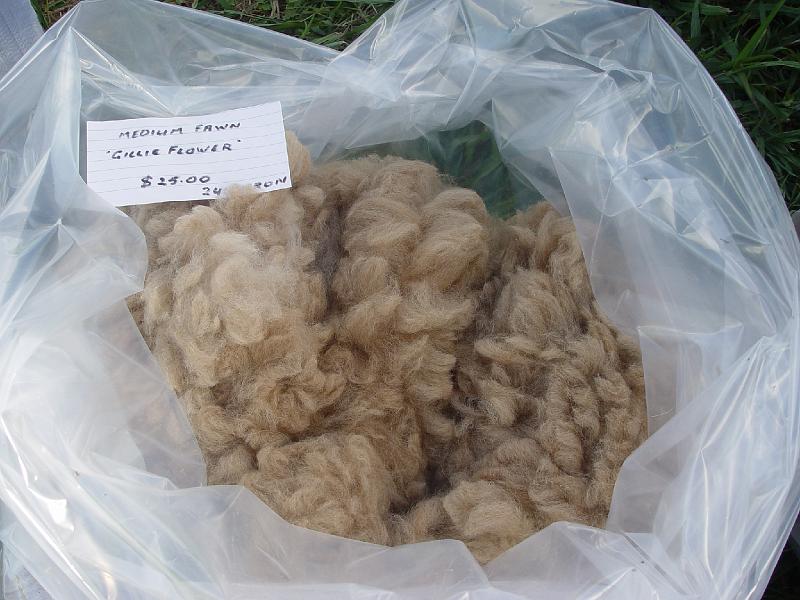 ghinni-alpacas/Ghinni-alpacas 018